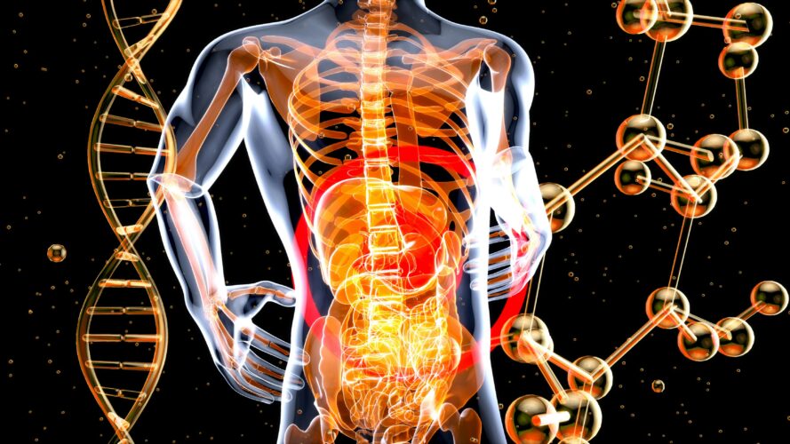 Duodenum: What Is, Anatomy, Functions, Diseases, and Medical Examinations
