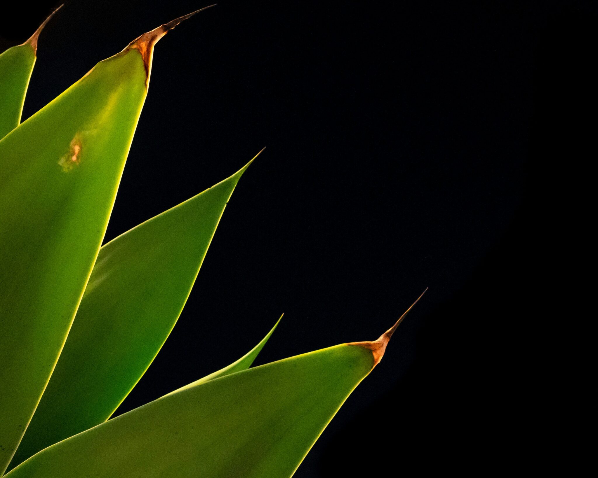 Agave: What Is, Products, Health Benefits, Syrup, and Its Nutrients