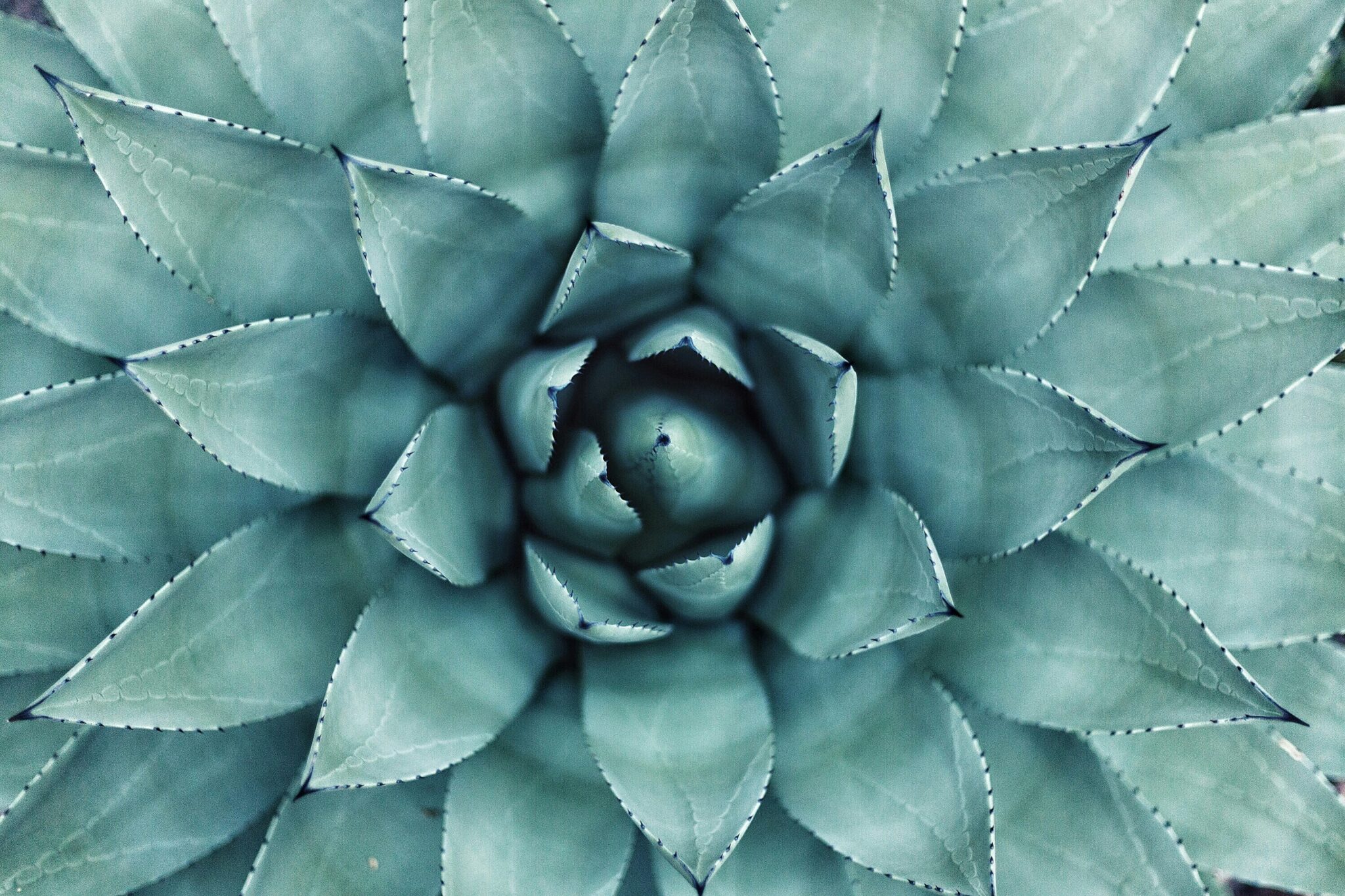 Agave: What Is, Products, Health Benefits, Syrup, and Its Nutrients