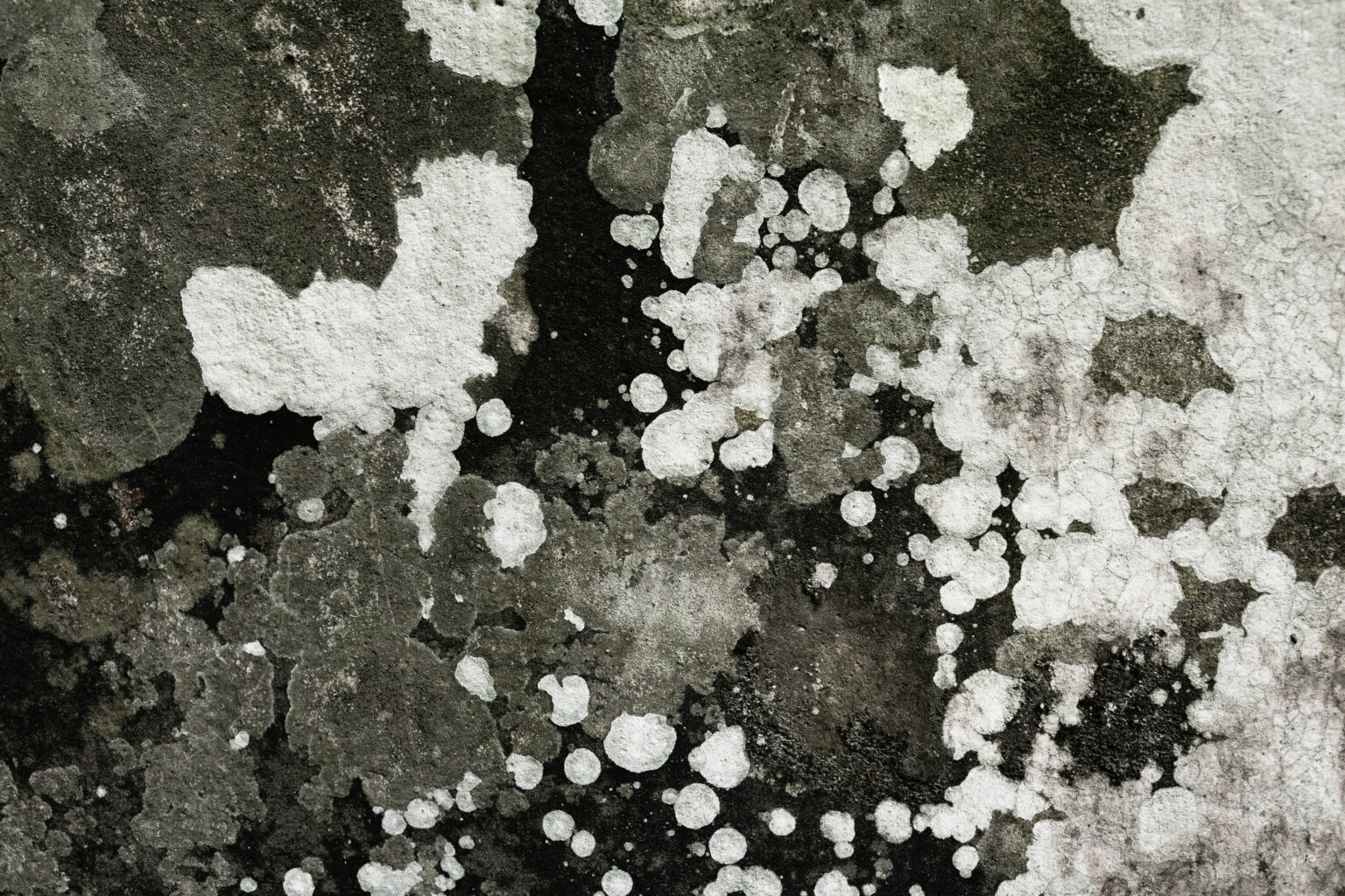 Black Mold: What Is, Symptoms, Treatment, and Prevention