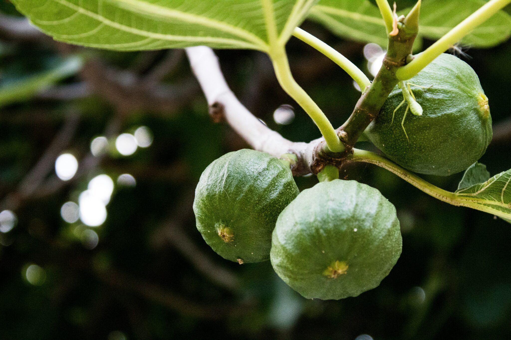 Figs: What Are, Health Benefits, Content, and Side Effects - Healthsea.com