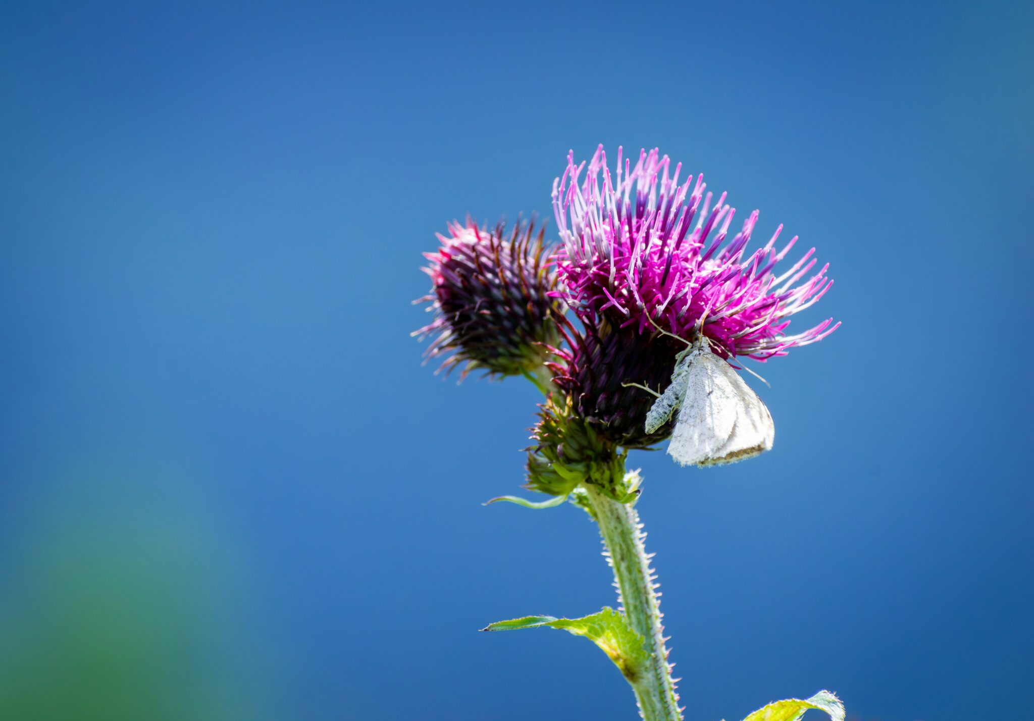 Thistle: What Is, Health Benefits, Dosage, and Safety - Healthsea.com