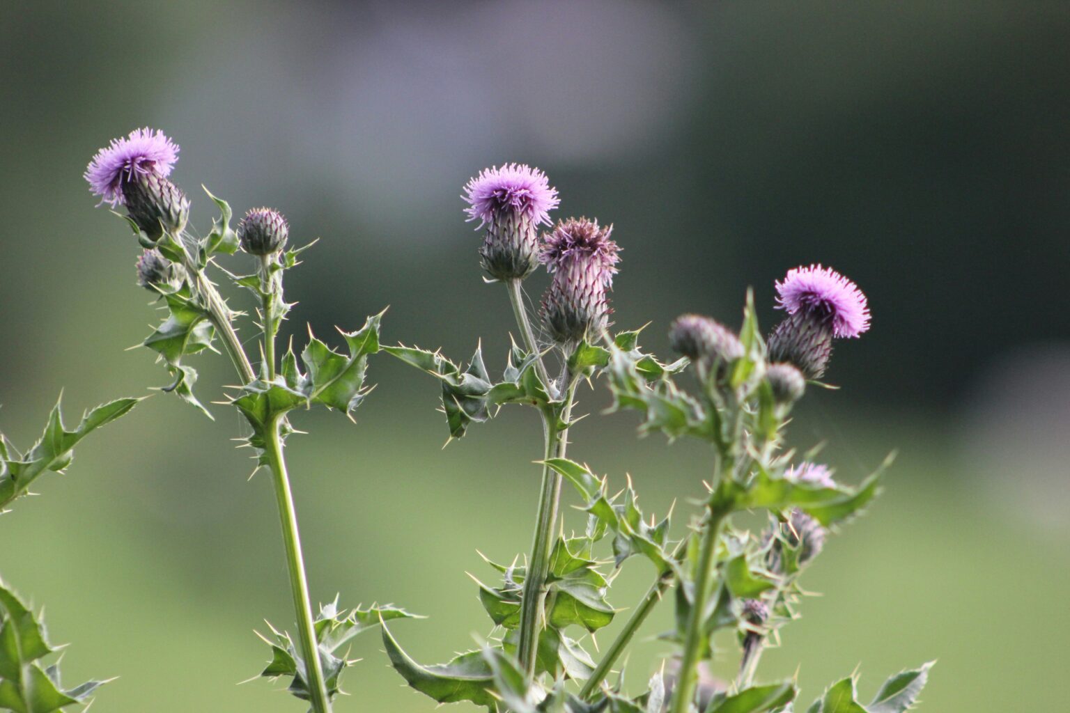 Thistle: What Is, Health Benefits, Dosage, and Safety - Healthsea.com